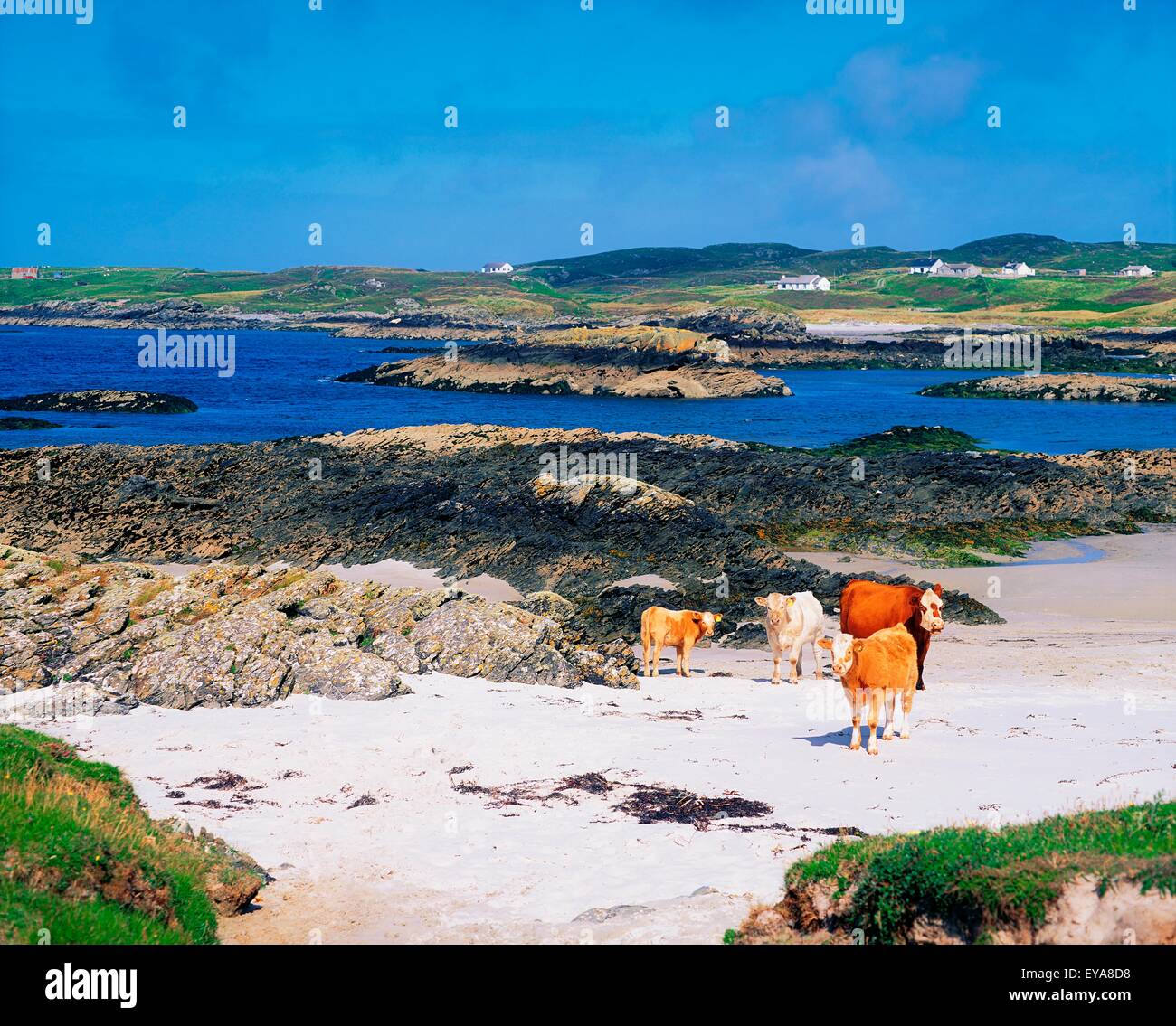 Rosbeg, Co Donegal, Ireland, Hereford Cattle Stock Photo - Alamy