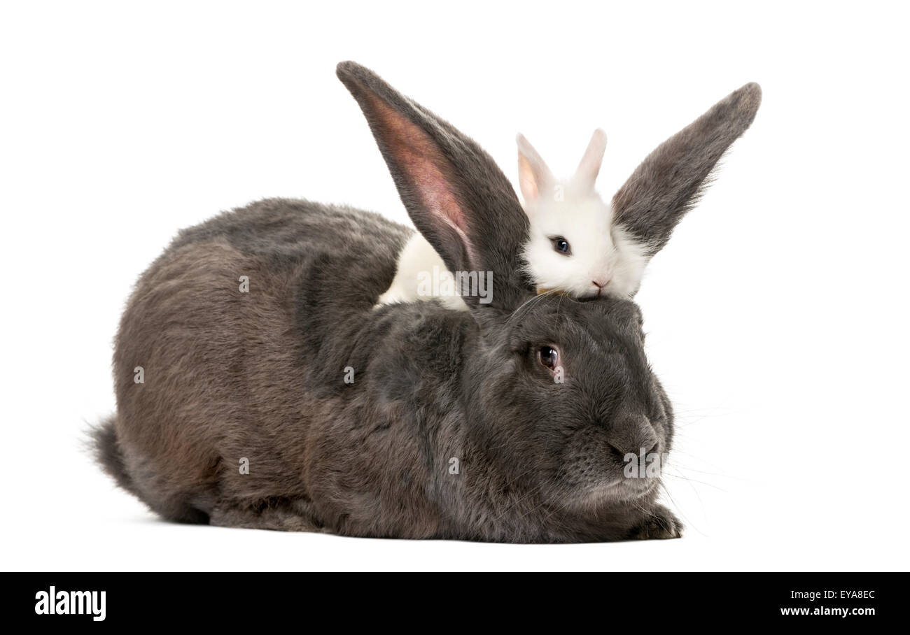 Rabbits in front of a white background Stock Photo - Alamy