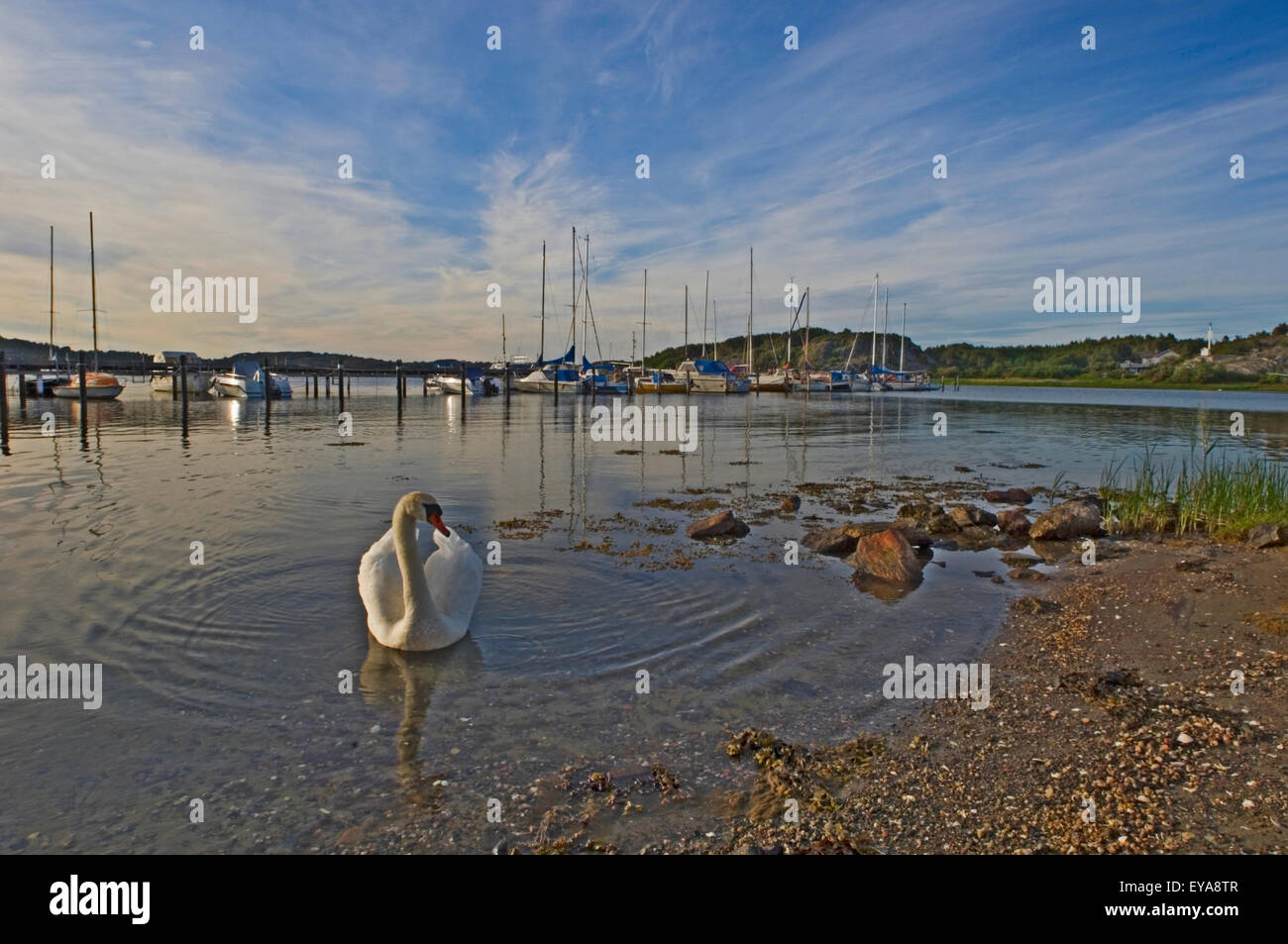 Swan At Shore, Flaton Island,Bohuslan Archipelago,Sweden Stock Photo ...