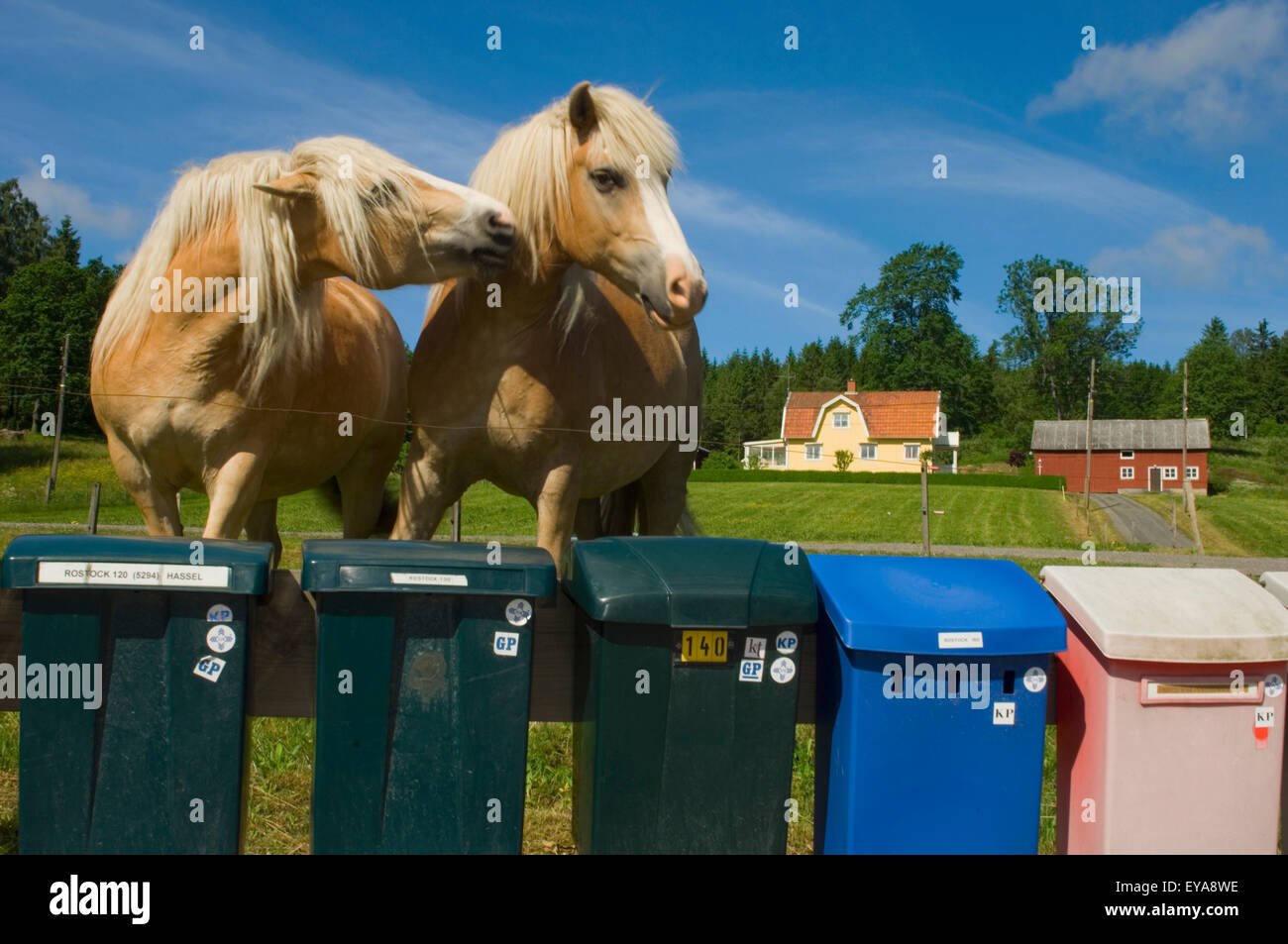Two Horses By Mailboxes, Sweden Stock Photo - Alamy