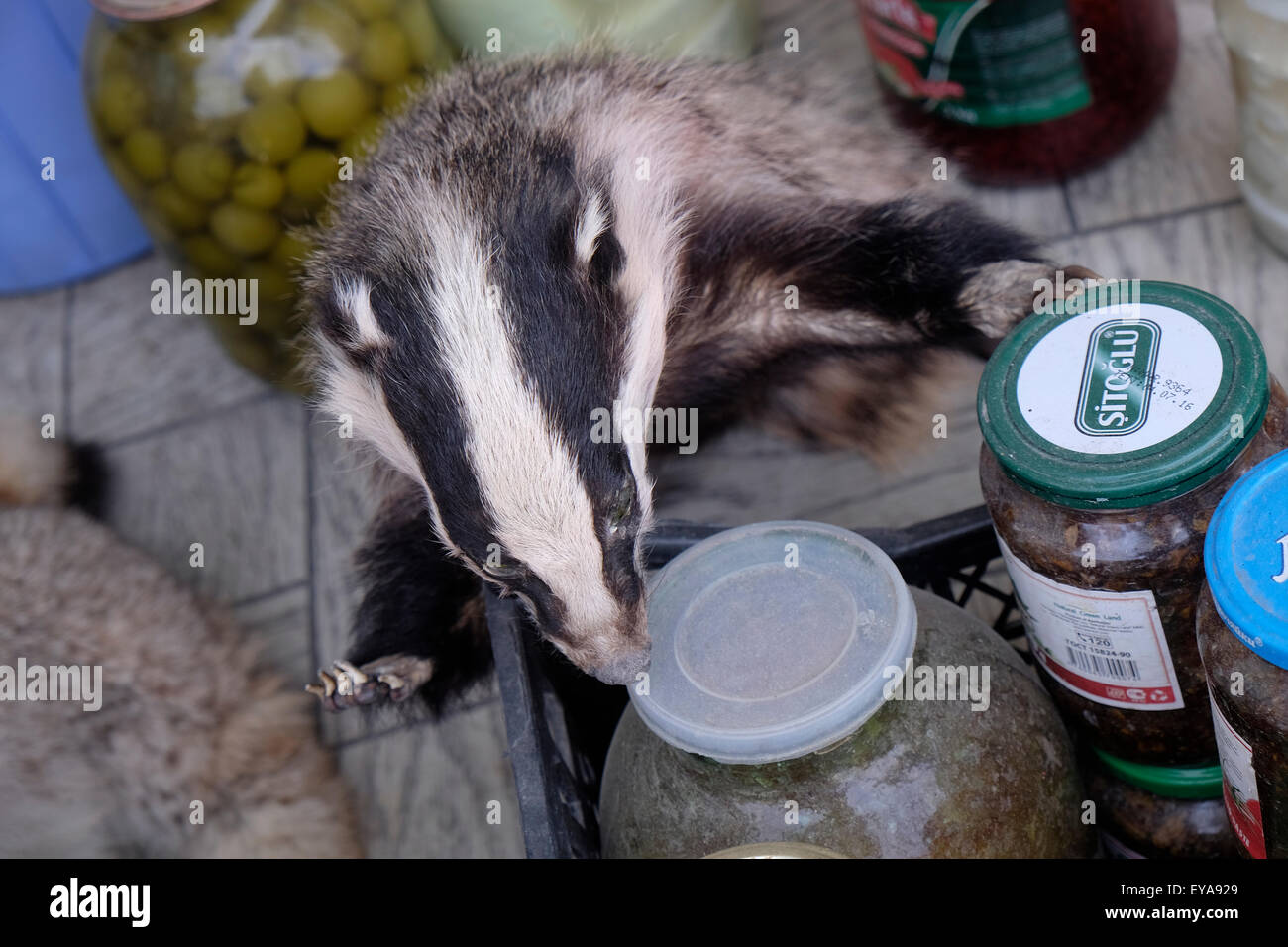 Taxidermy badger hi-res stock photography and images - Alamy