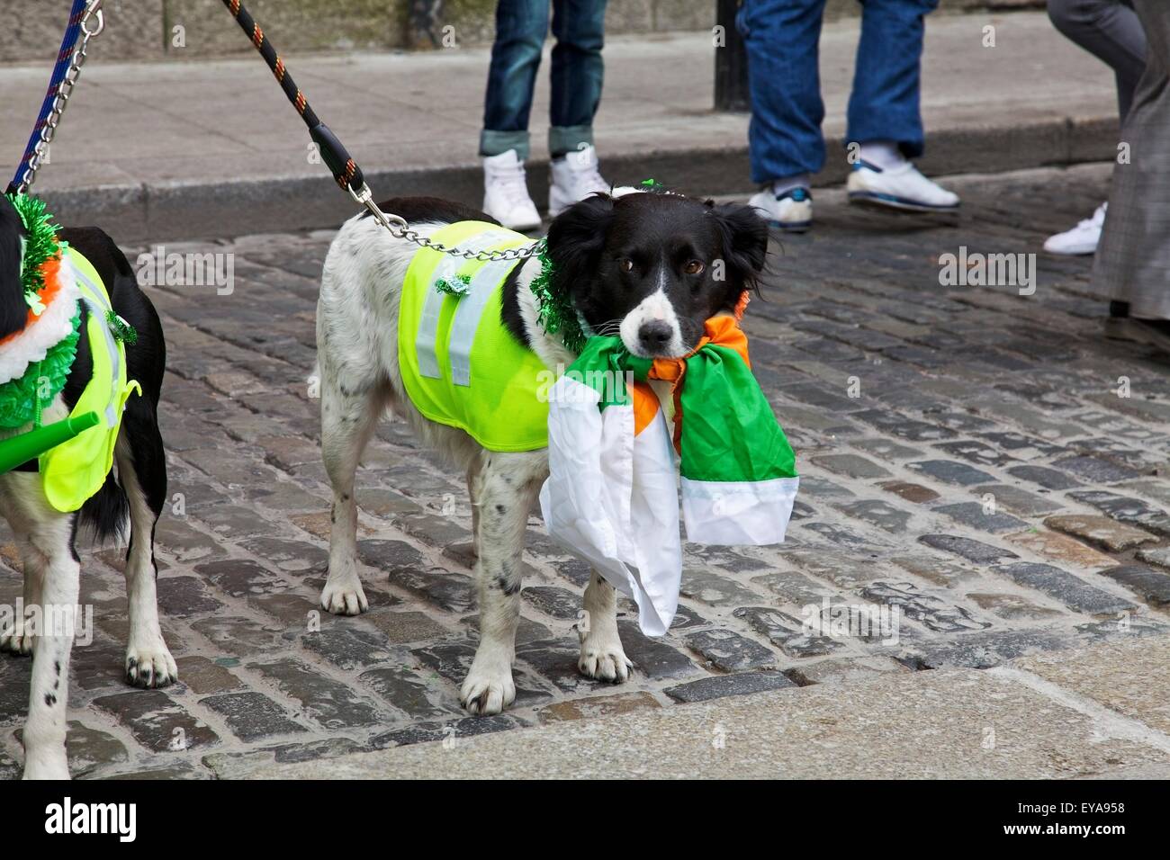 Dublin, Ireland; Dogs Dressed Up In Costume For Saint Patrick's Day ...