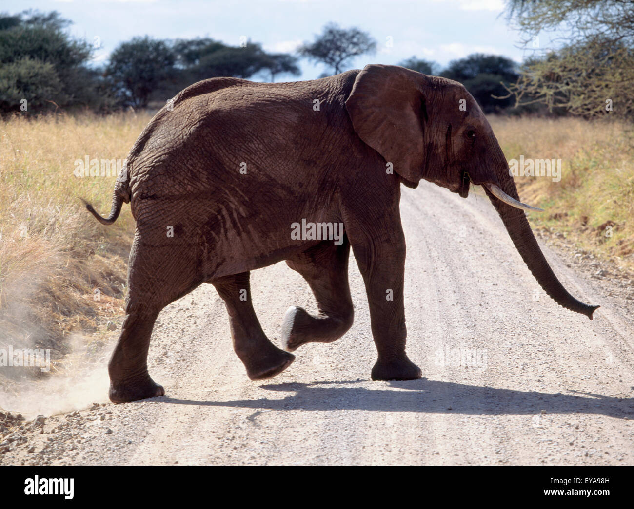 Elephant Crossing Track In Tarangire National Park,Tanzania Stock Photo ...