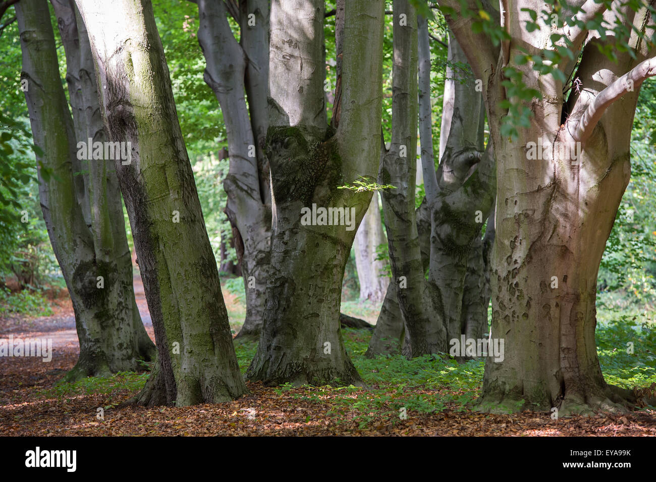 Berlin, Germany, in the trees Volkspark Rehberge Stock Photo - Alamy