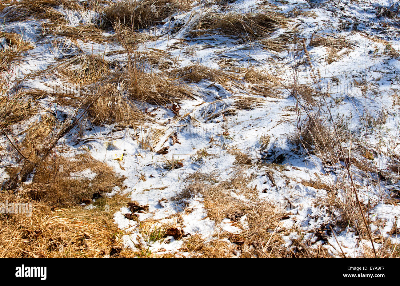grass under snow Stock Photo - Alamy