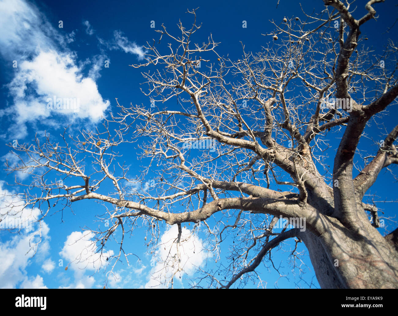 Large Baobab Tree At Dusk,Selous Game Reserve,Tanzania Stock Photo - Alamy