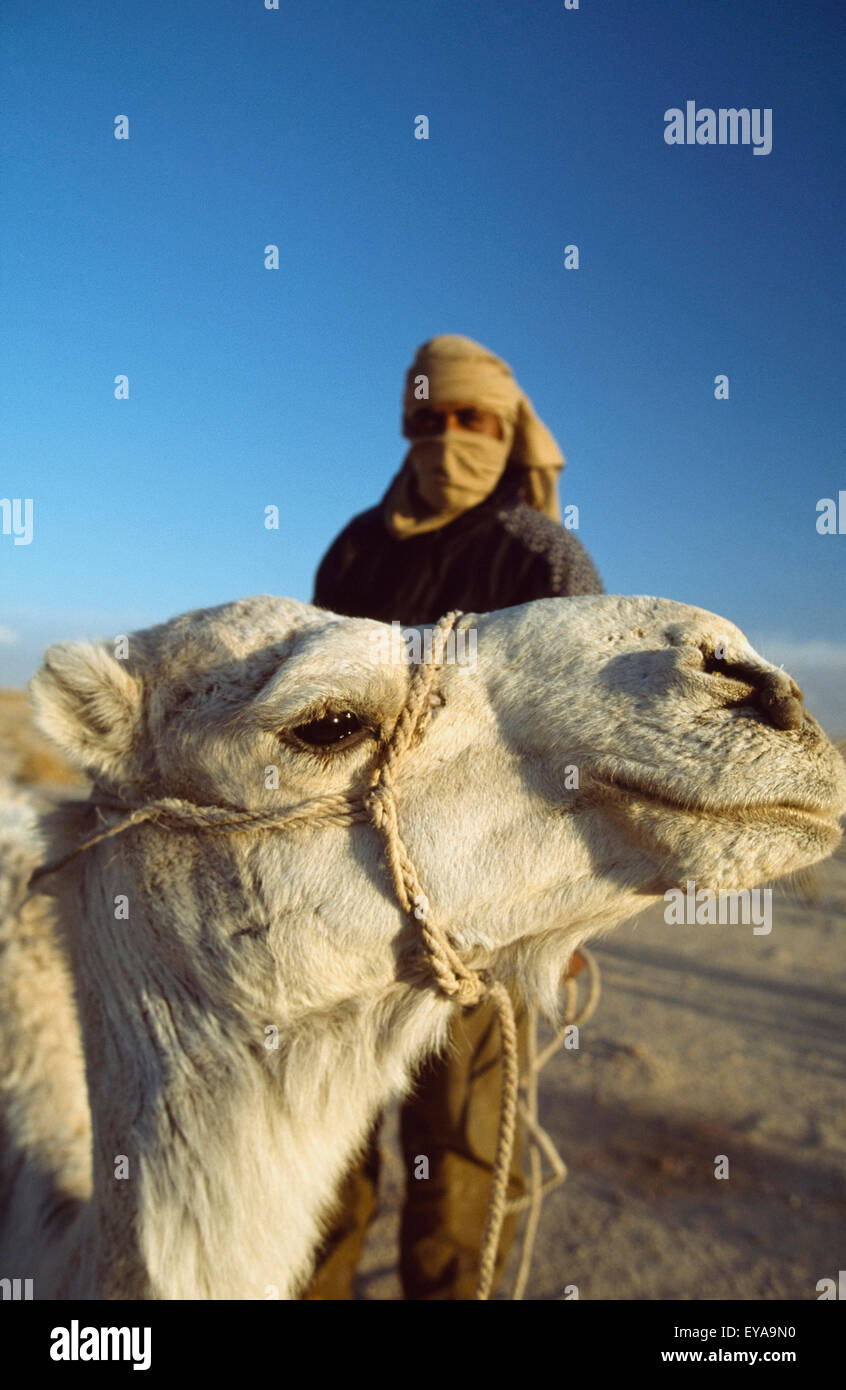 Berber Camel Rider And Camel During A Camel Trek In Sahara Desert From ...