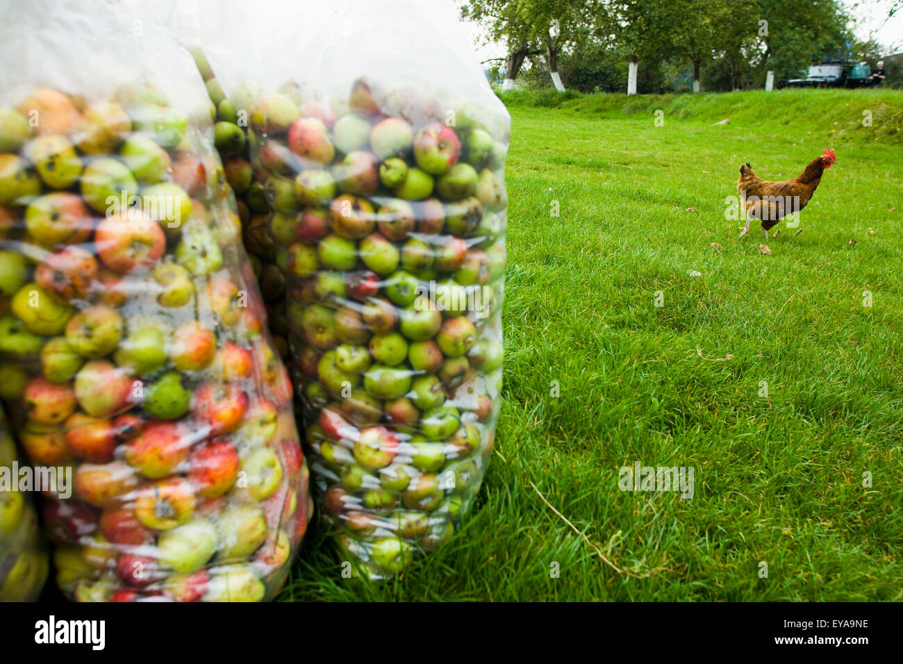 Burtle village hi-res stock photography and images - Alamy