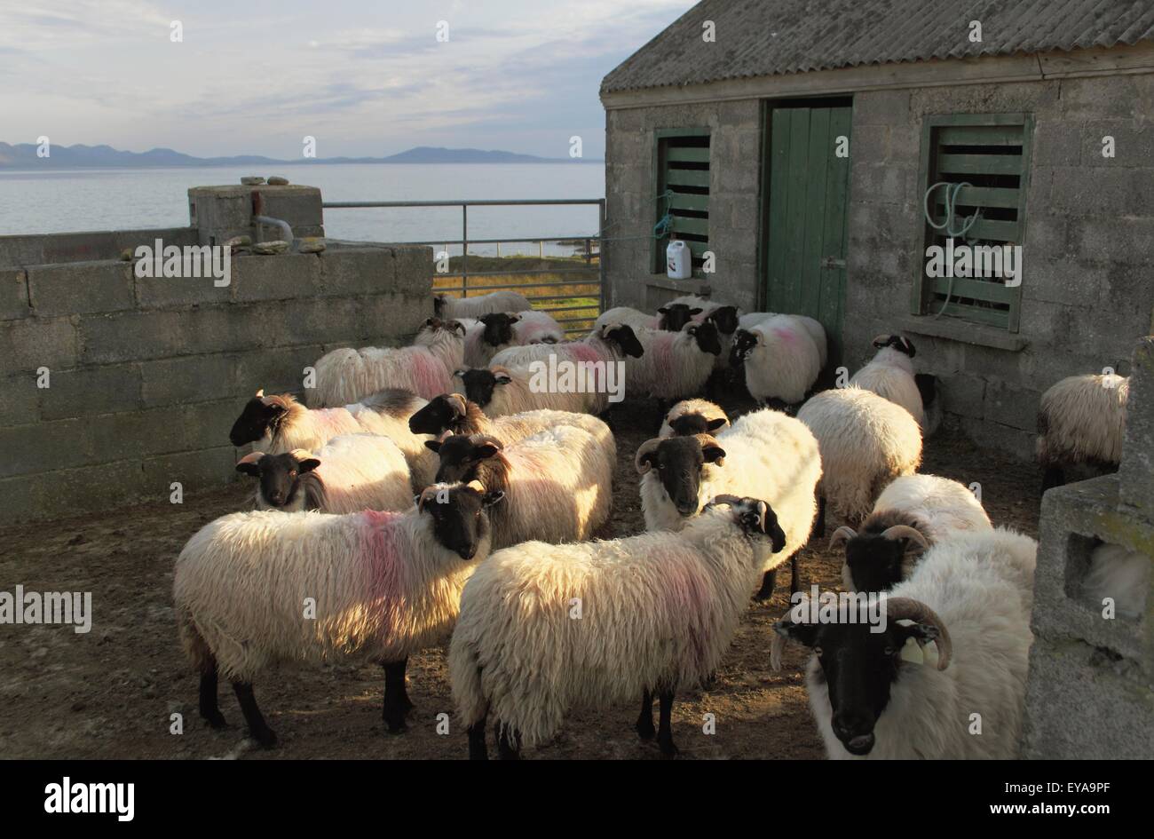 Sheep Pen On Clare Island In Connacht Region; Clare Island, County Mayo ...