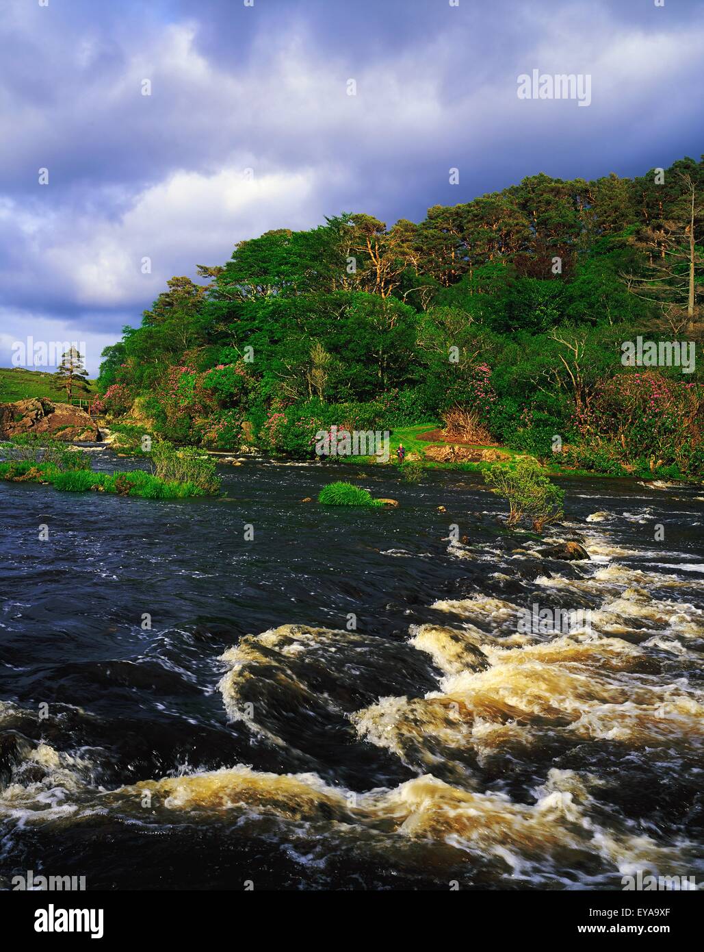 Flyfishing at ashleigh falls hi-res stock photography and images - Alamy