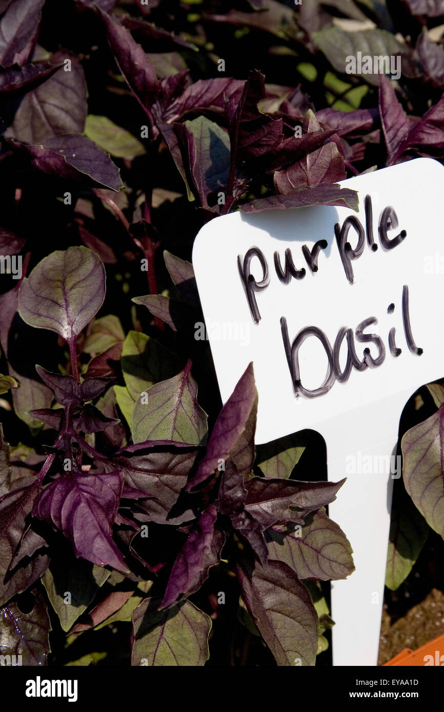 Purple Basil With Tag, Peconic,North Fork,Long Island,New York,Usa ...