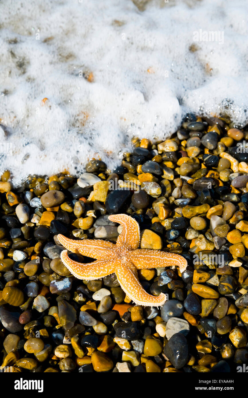 Starfish On Pebble Beach, Weybourne,Norfolk,Uk Stock Photo - Alamy