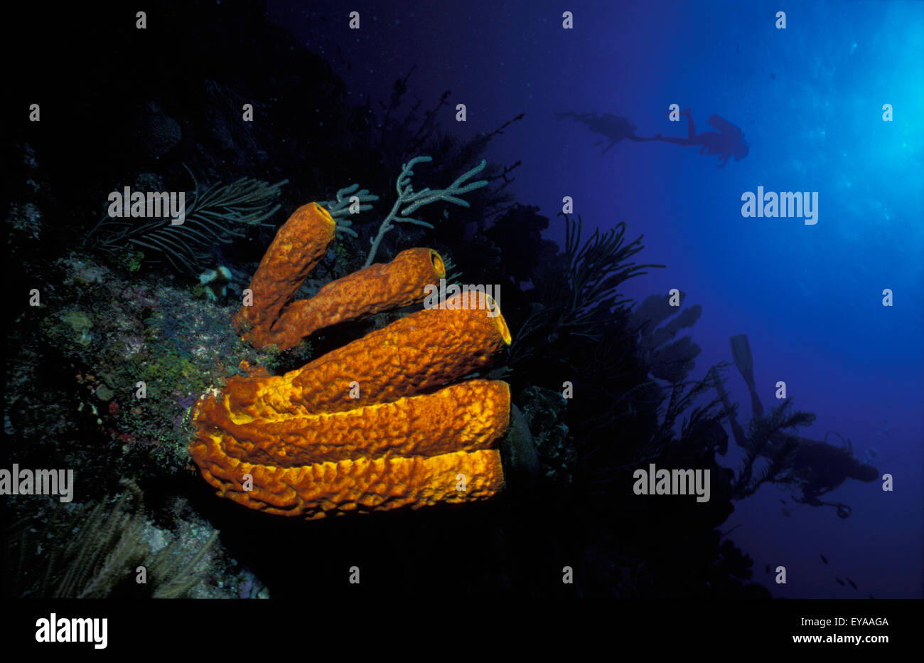 Tube Sponge & Diver Stock Photo - Alamy