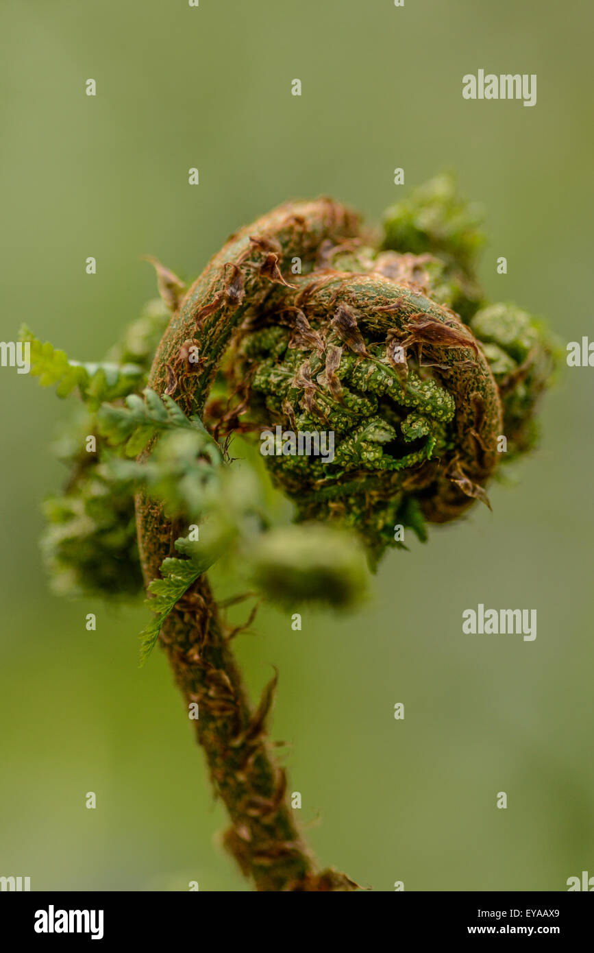 blue bell,blue bell,flower, bell, blue, nature, background, fresh ...