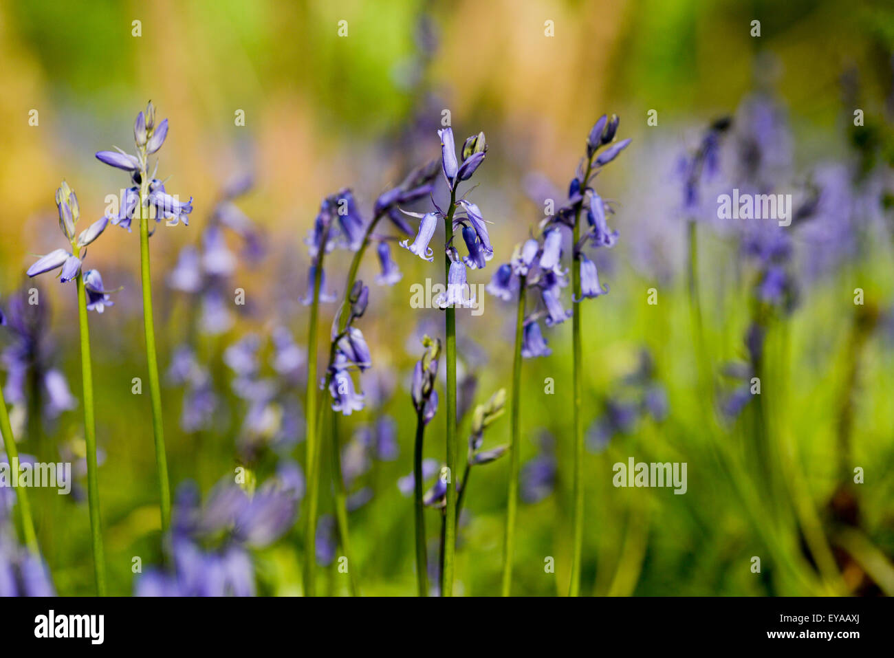 blue bell,blue bell,flower, bell, blue, nature, background, fresh ...