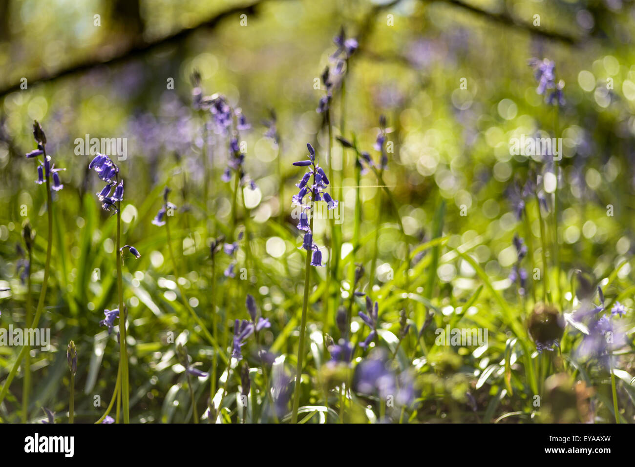 blue bell,blue bell,flower, bell, blue, nature, background, fresh ...