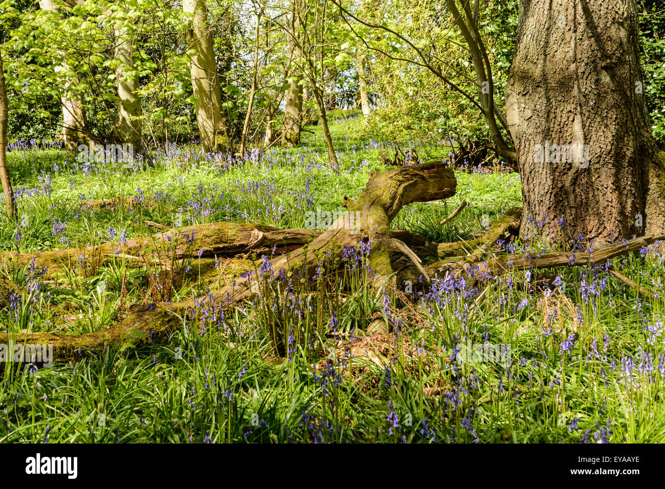 blue bell,blue bell,flower, bell, blue, nature, background, fresh ...
