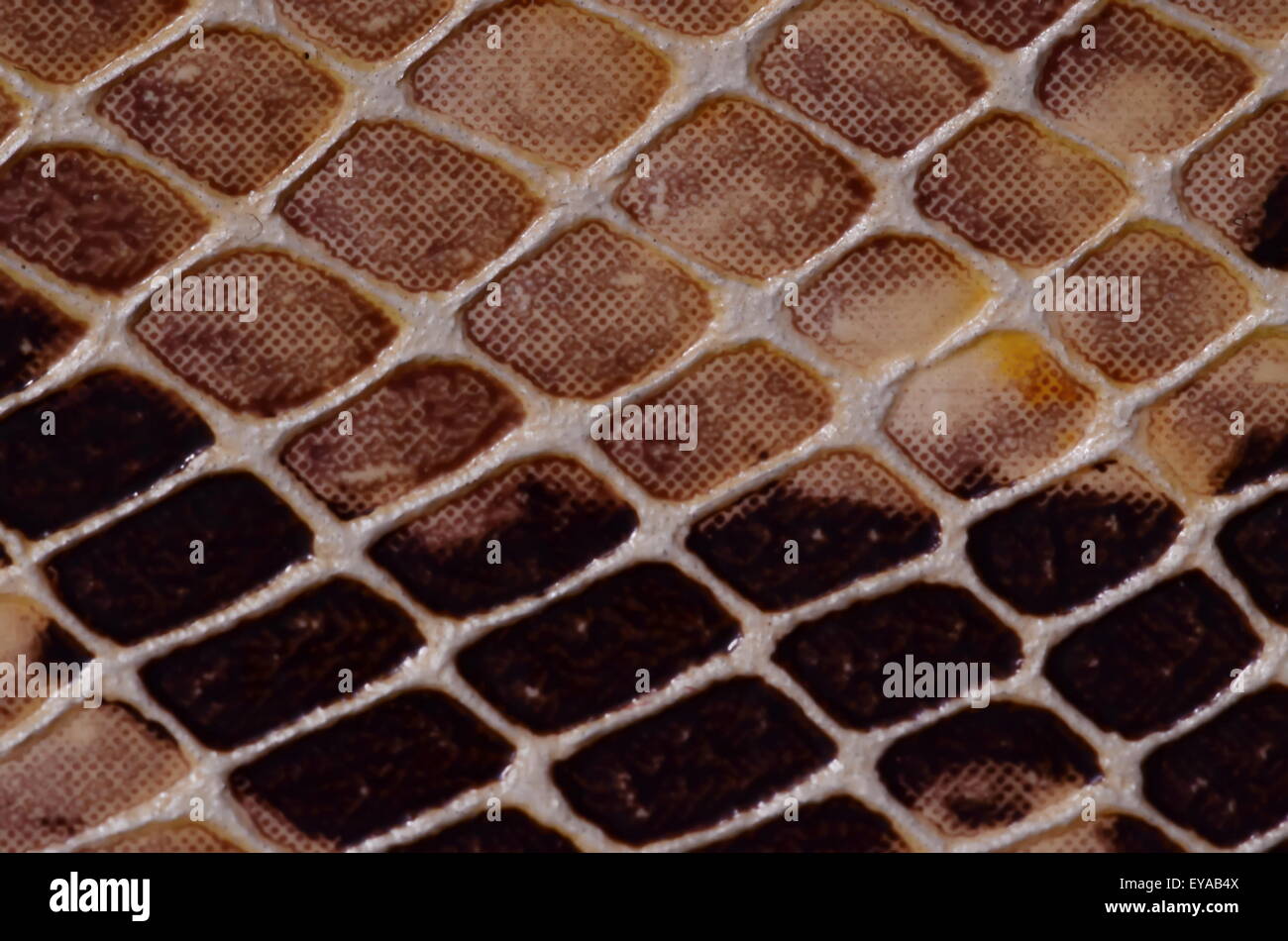 Snake Skin Seamless Pattern Texture Stock Photo - Alamy