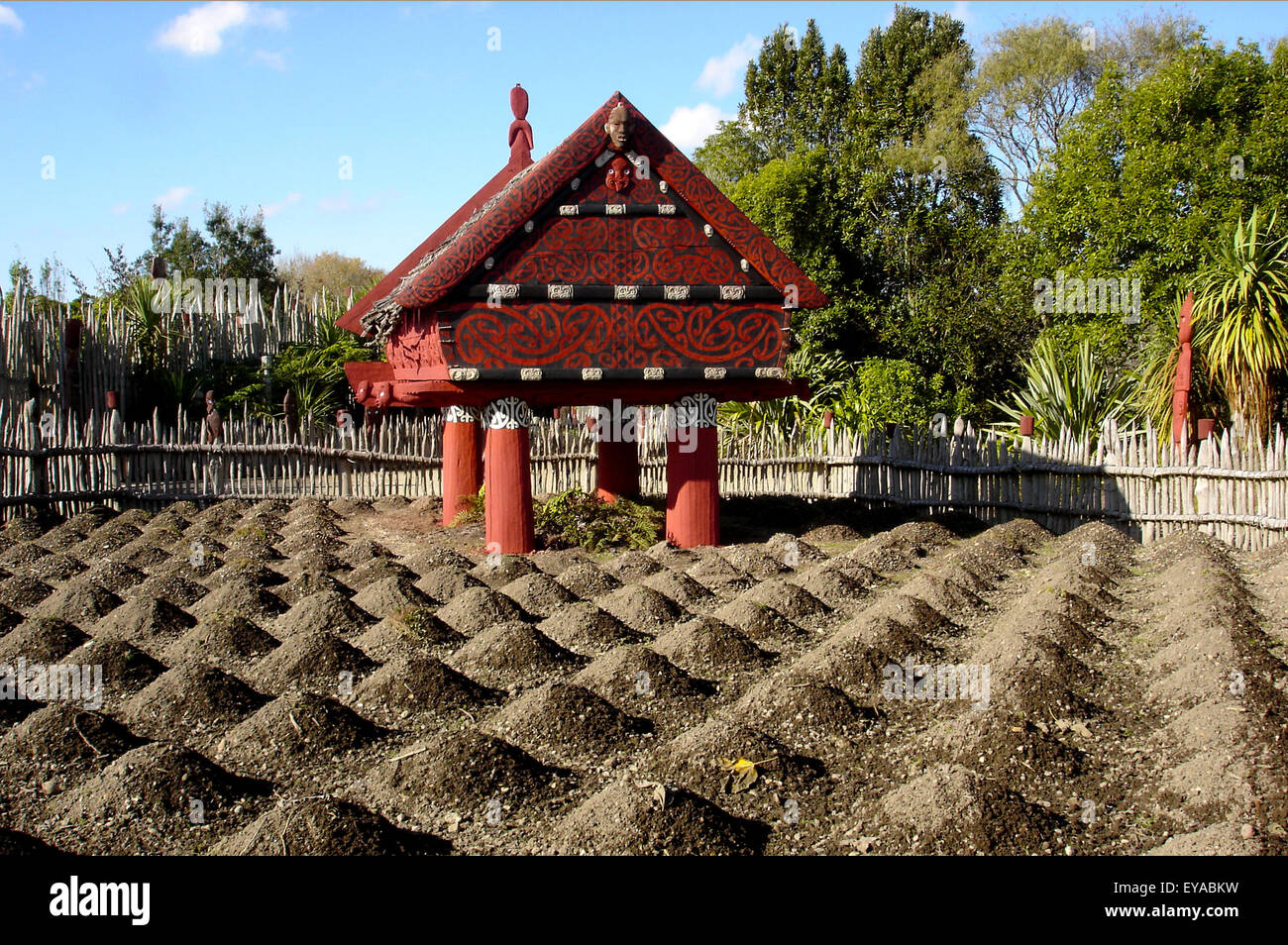 Maori Food Culture High Resolution Stock Photography and Images - Alamy