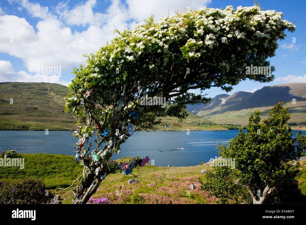 Bent Wishing Tree By Killary Harbour; Leenane, County Galway, Ireland ...
