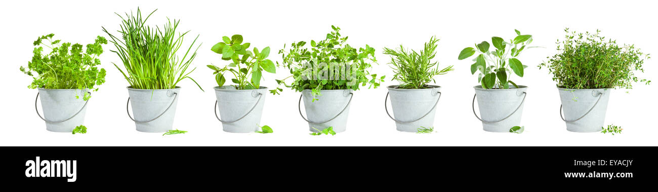extralarge panoramic image of various herbs in tin buckets isolated on ...