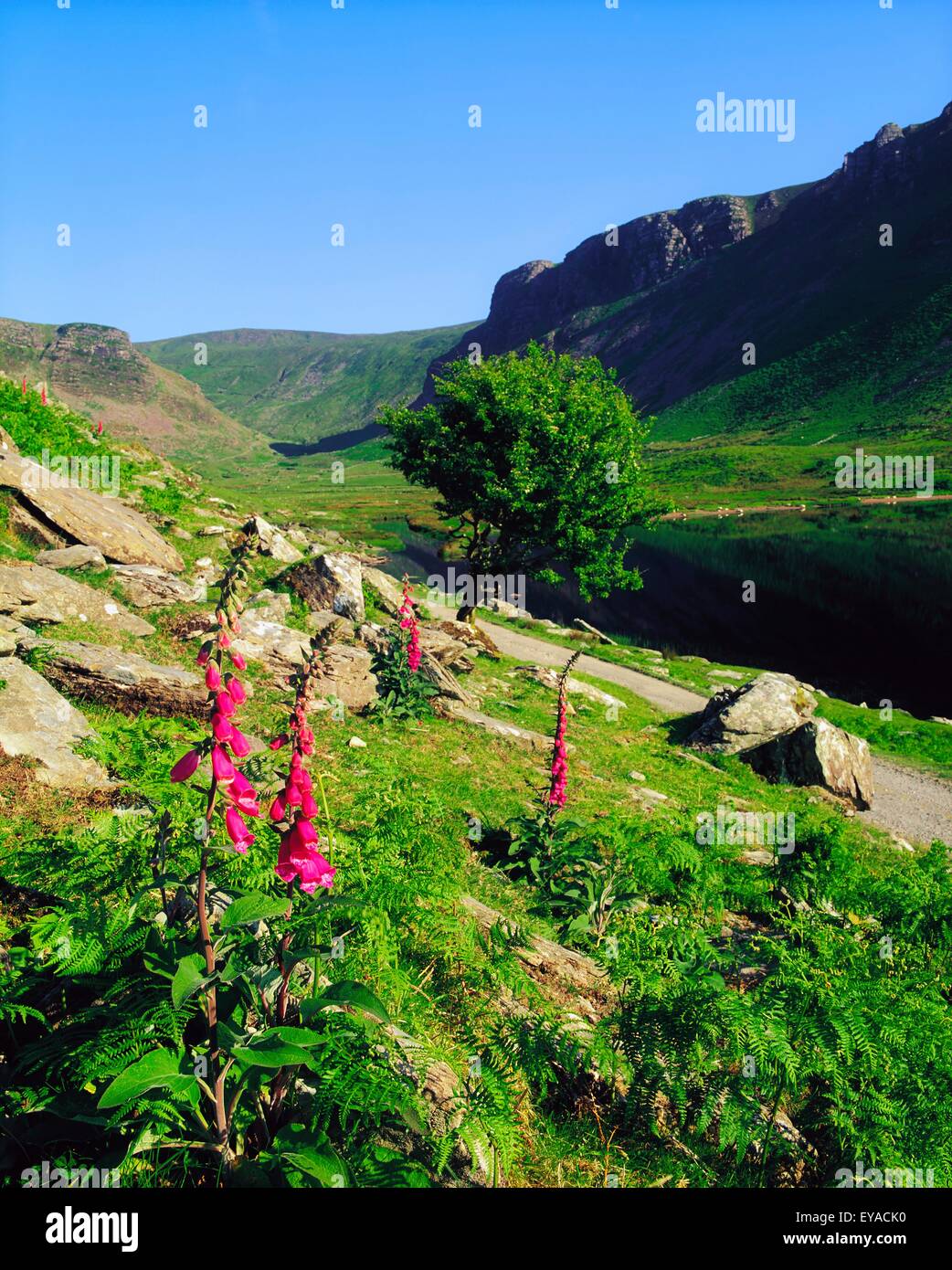 Annascaul Lake, Dingle Peninsula, Co Kerry, Ireland Stock Photo - Alamy