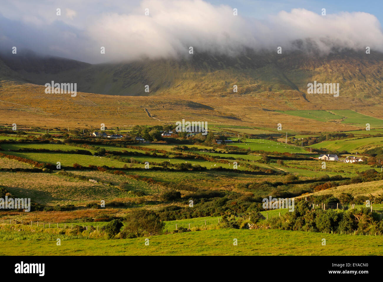 Mist Covered Mountains Around Lispole On The Dingle Peninsula; County ...