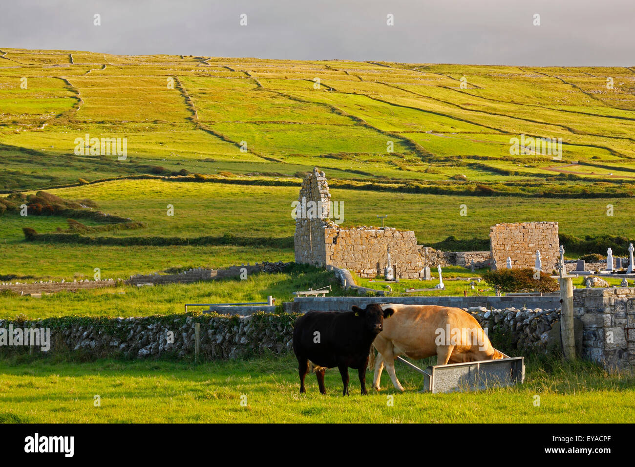 Green Fields And Cows Grazing Near Church Ruin In The Burren Region ...