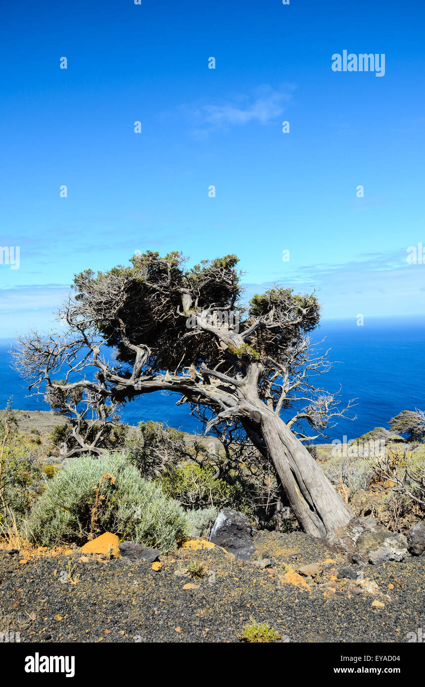 Gnarled Juniper Tree Shaped By The Wind Stock Photo - Alamy