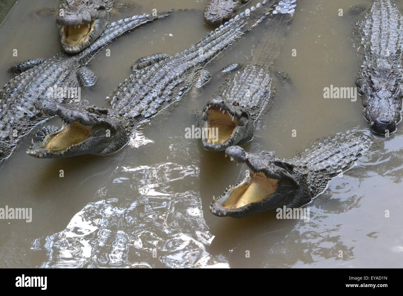 The gharials family gavialidae hi-res stock photography and images - Alamy