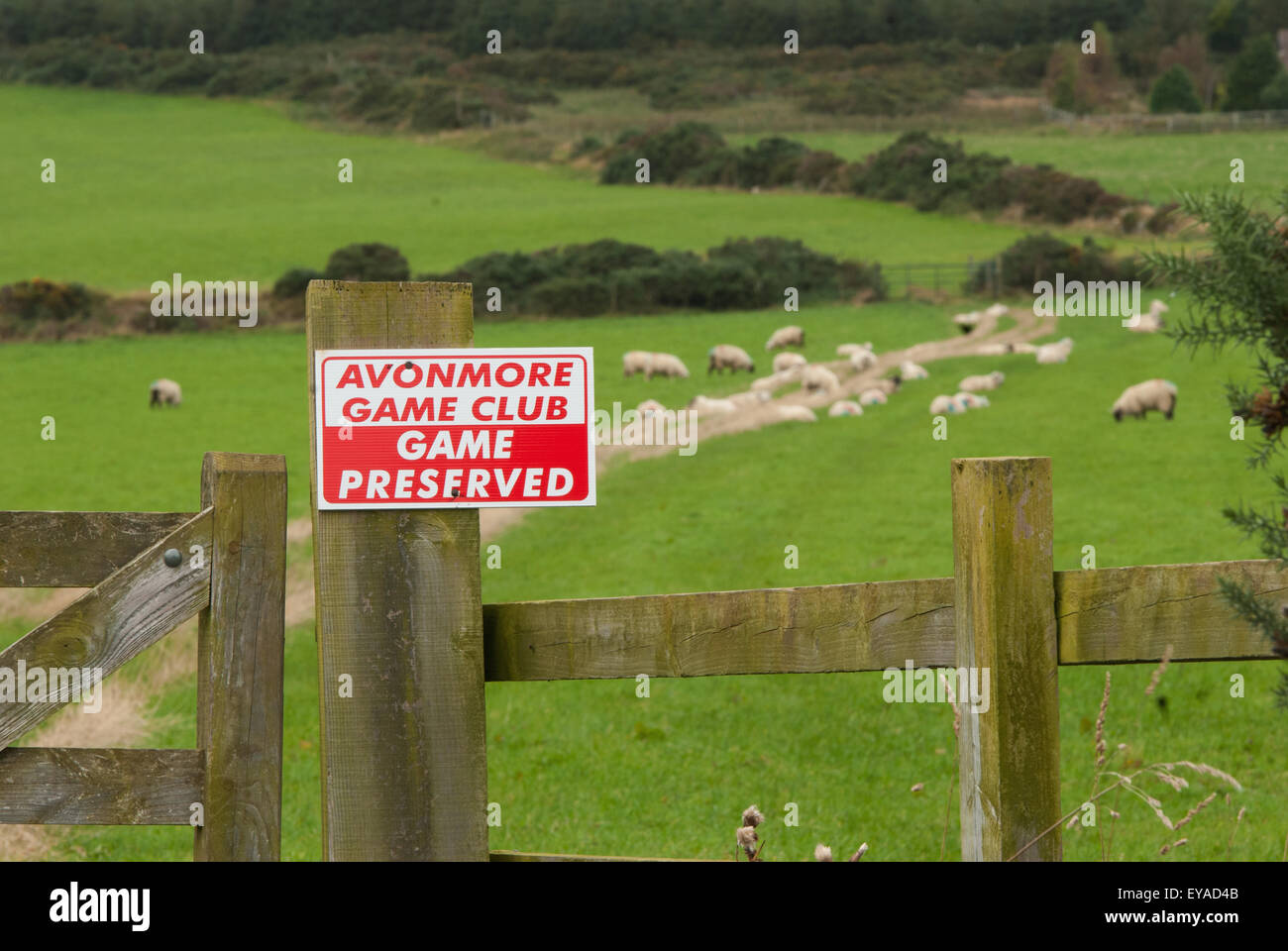 Sign On A Wooden Fence Post For Avonmore Game Club; County Cork ...