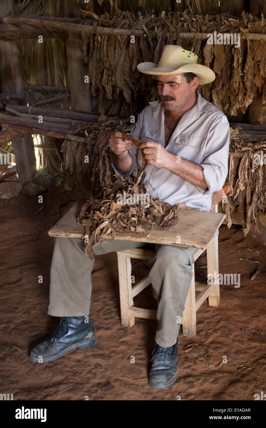 Cigar making hi-res stock photography and images - Alamy