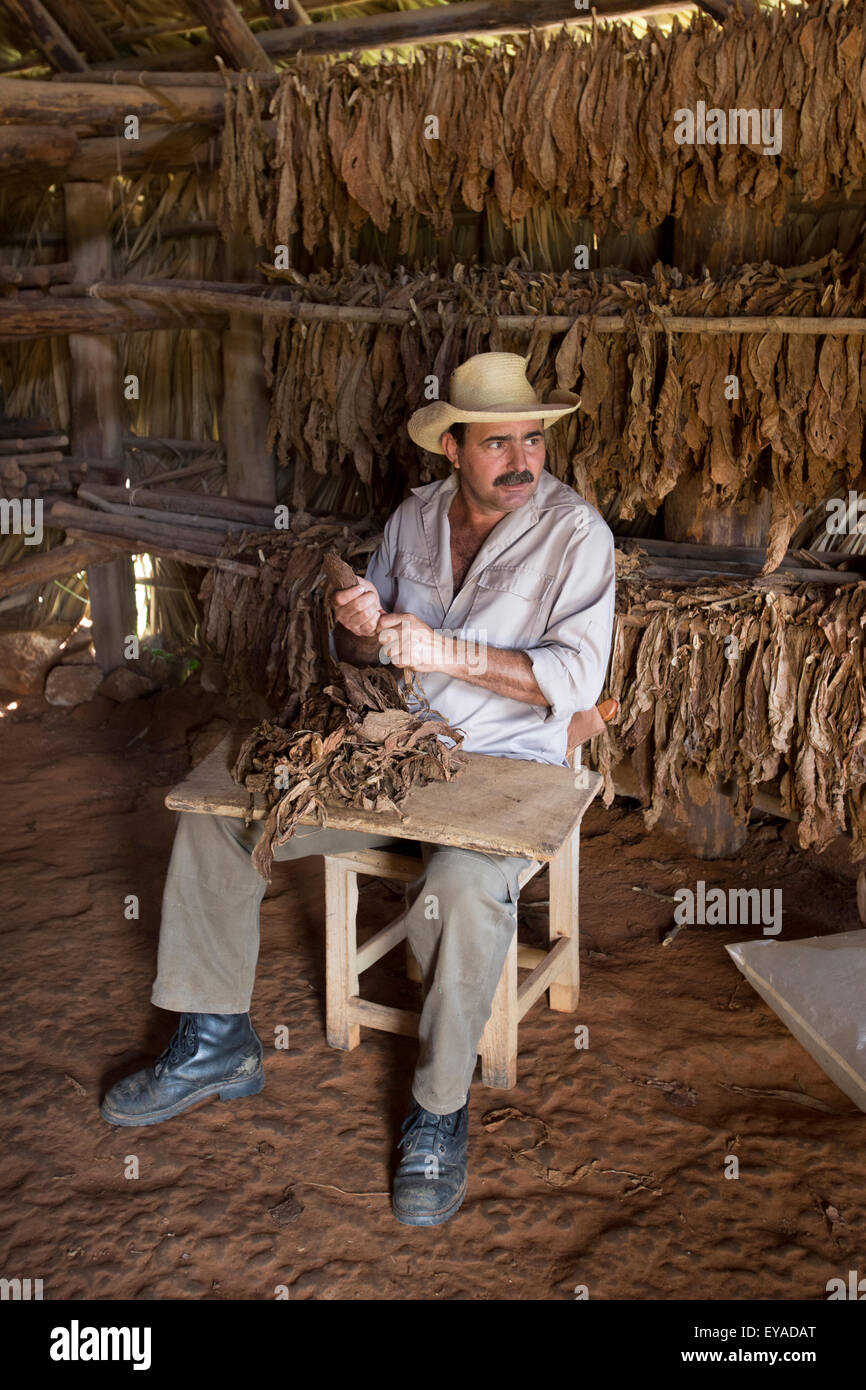 Cigar making hi-res stock photography and images - Alamy