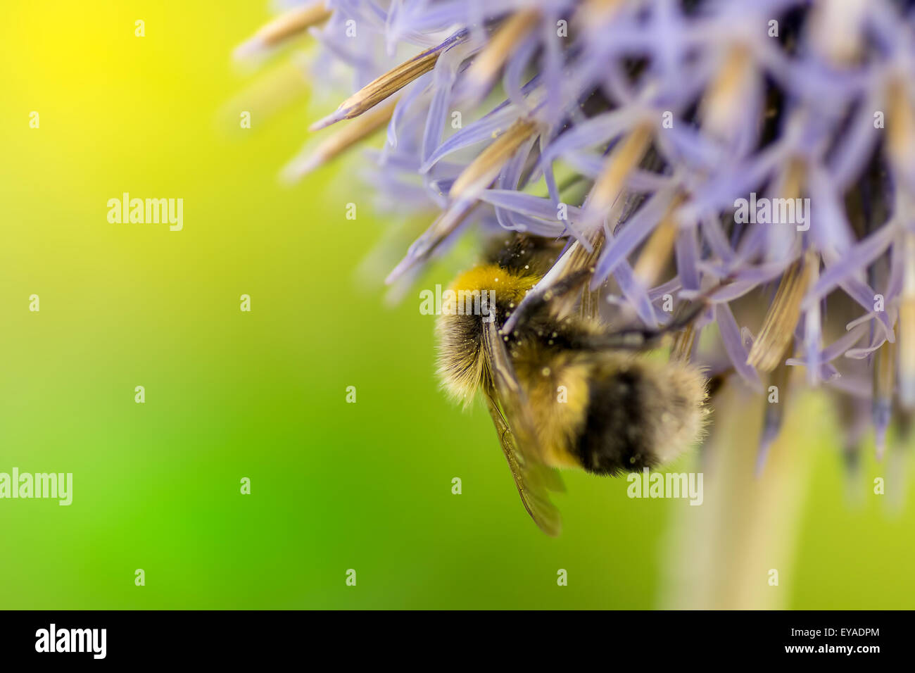 Bumblebee collecting pollen from a purple flower Stock Photo - Alamy