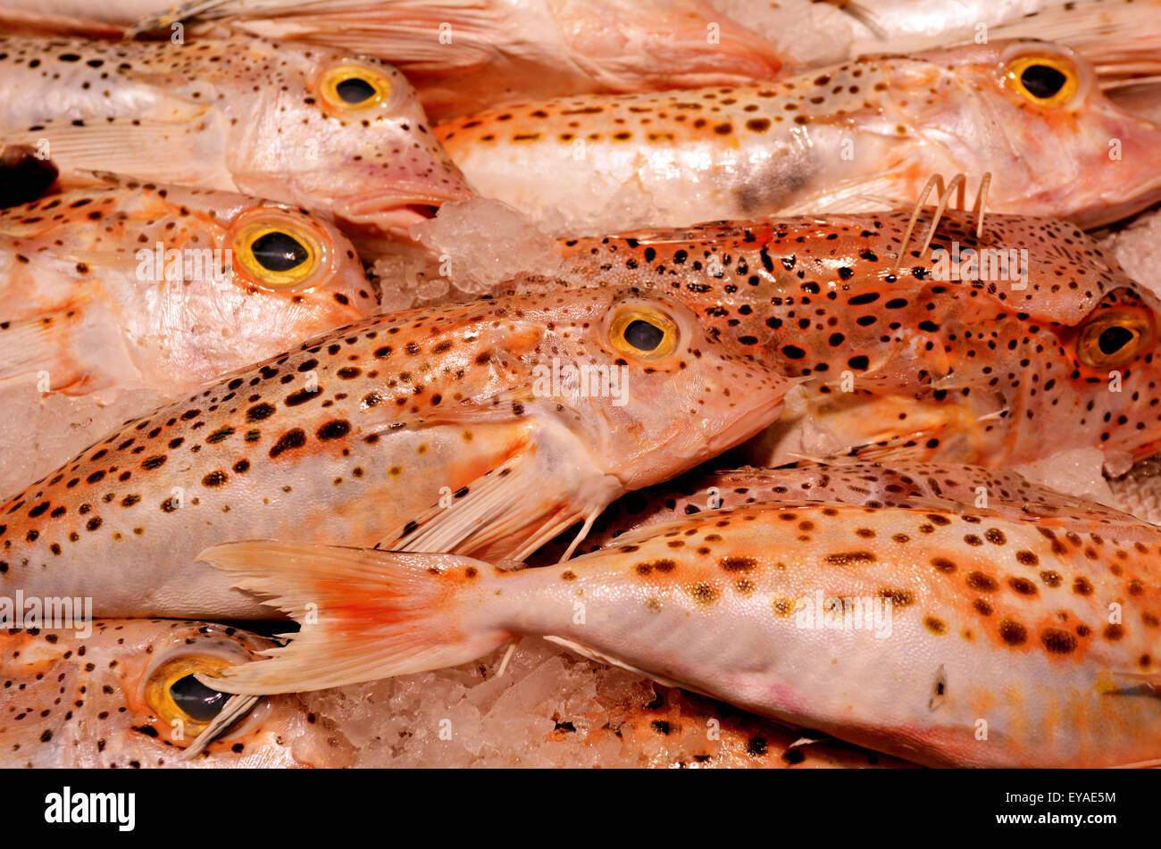 Red Gurnard Fish Chelidonichthys Spinosus High Resolution Stock ...