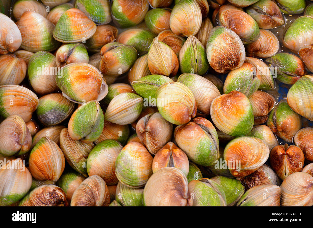 Cockle Bivalve Stock Photos & Cockle Bivalve Stock Images - Alamy