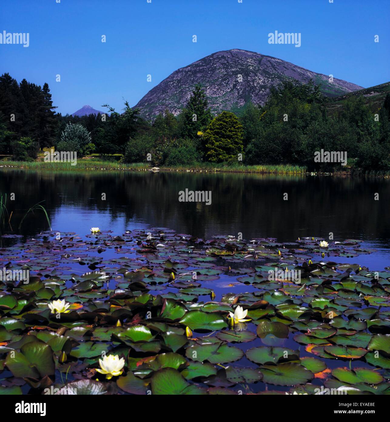 Silent Valley, Mourne Mountains, Ireland; Water Lilies With Mountain In ...