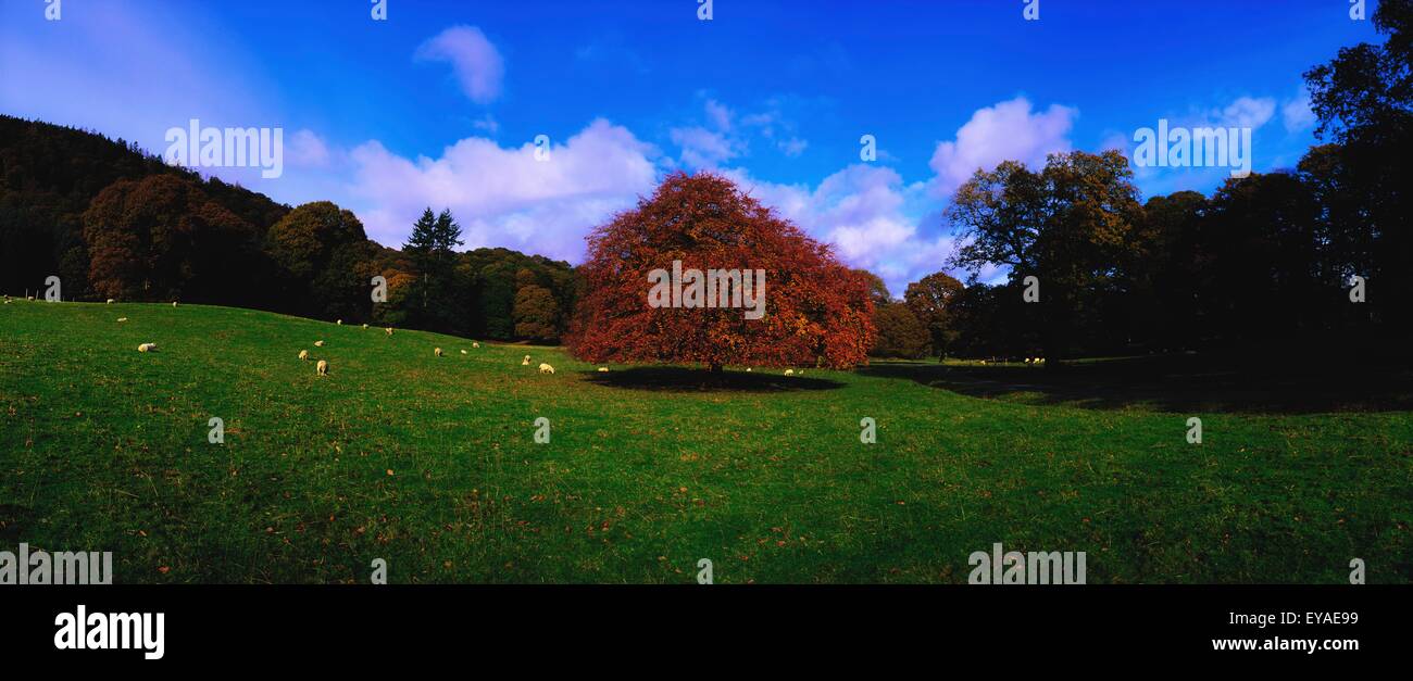 Laragh Wicklow High Resolution Stock Photography and Images - Alamy