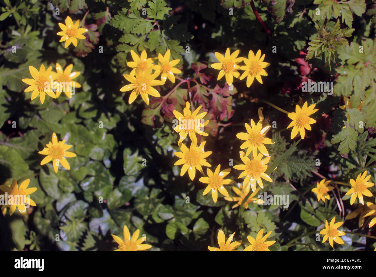 Lesser Celandine flowers, (Ranunculus ficaria), Crows-an-Wra, Cornwall ...