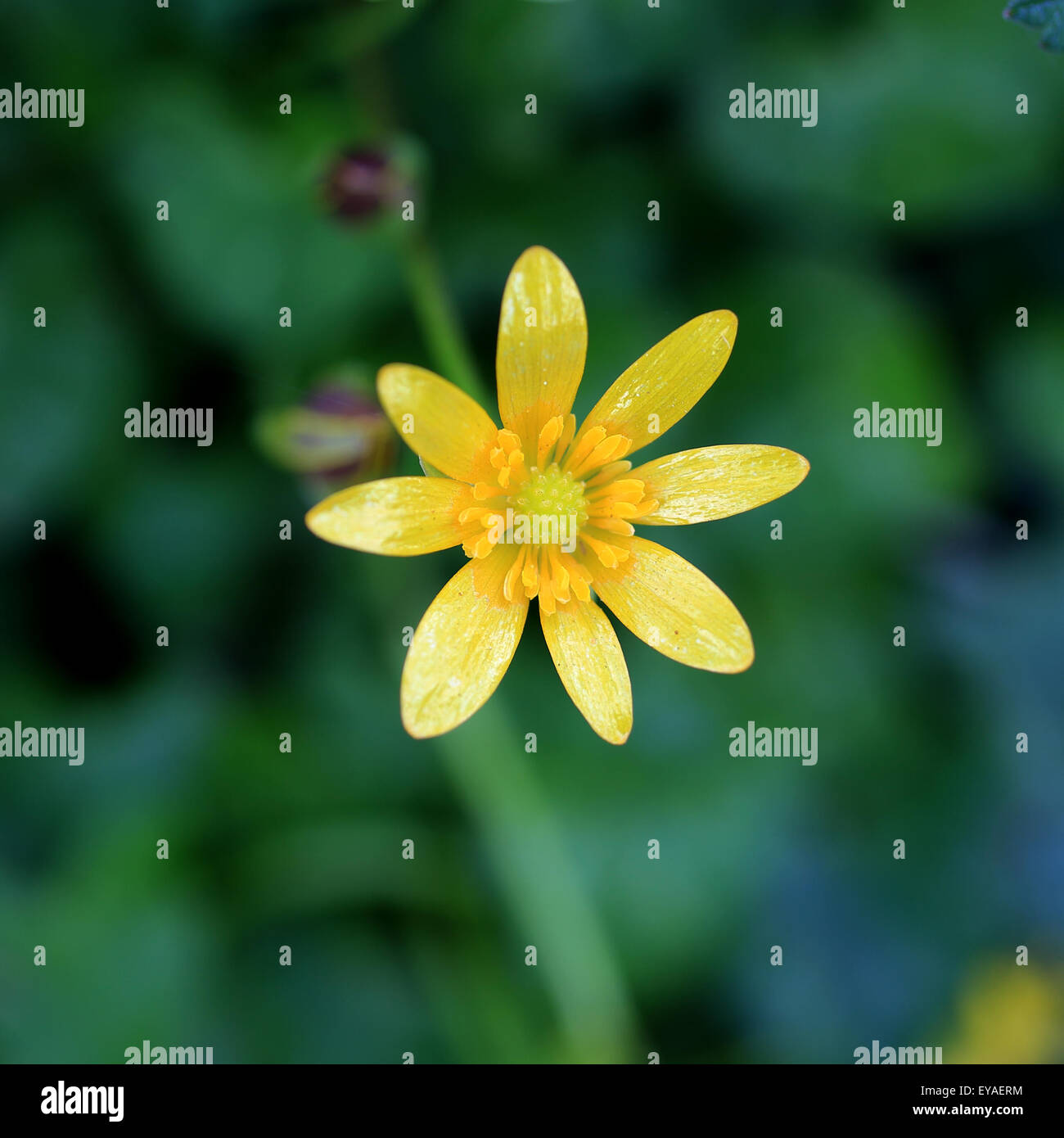 Lesser Celandine flower, (Ranunculus ficaria), Heligan, Cornwall ...