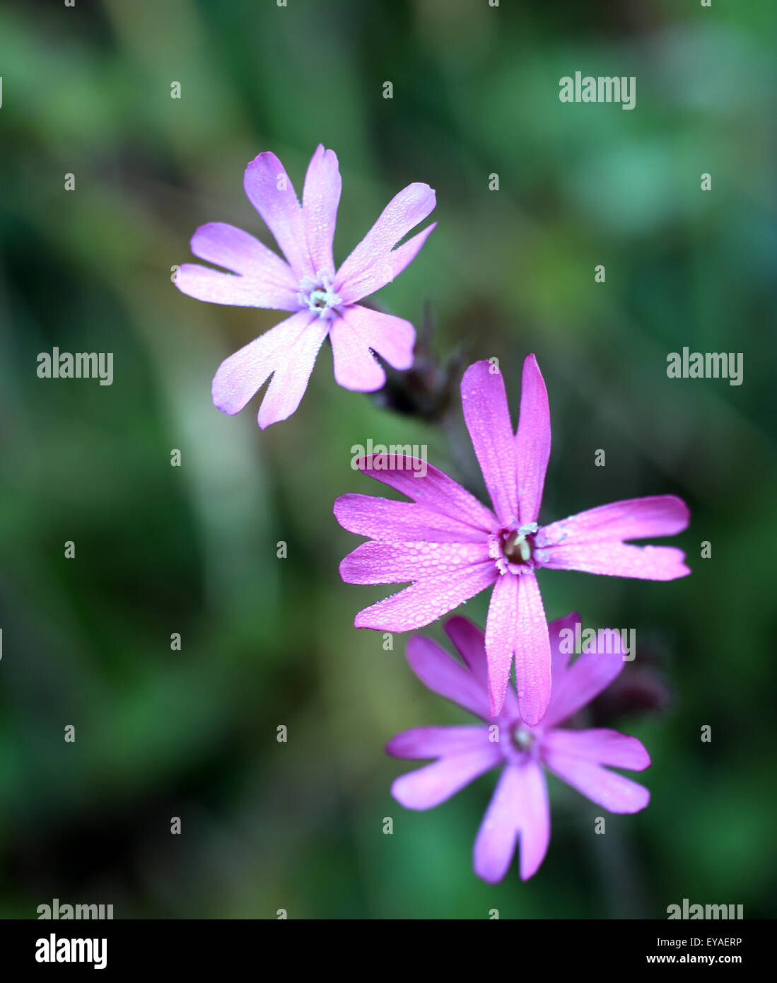 Red Campion flowers, (Melandrium dioicum), covered with dew, Heligan ...