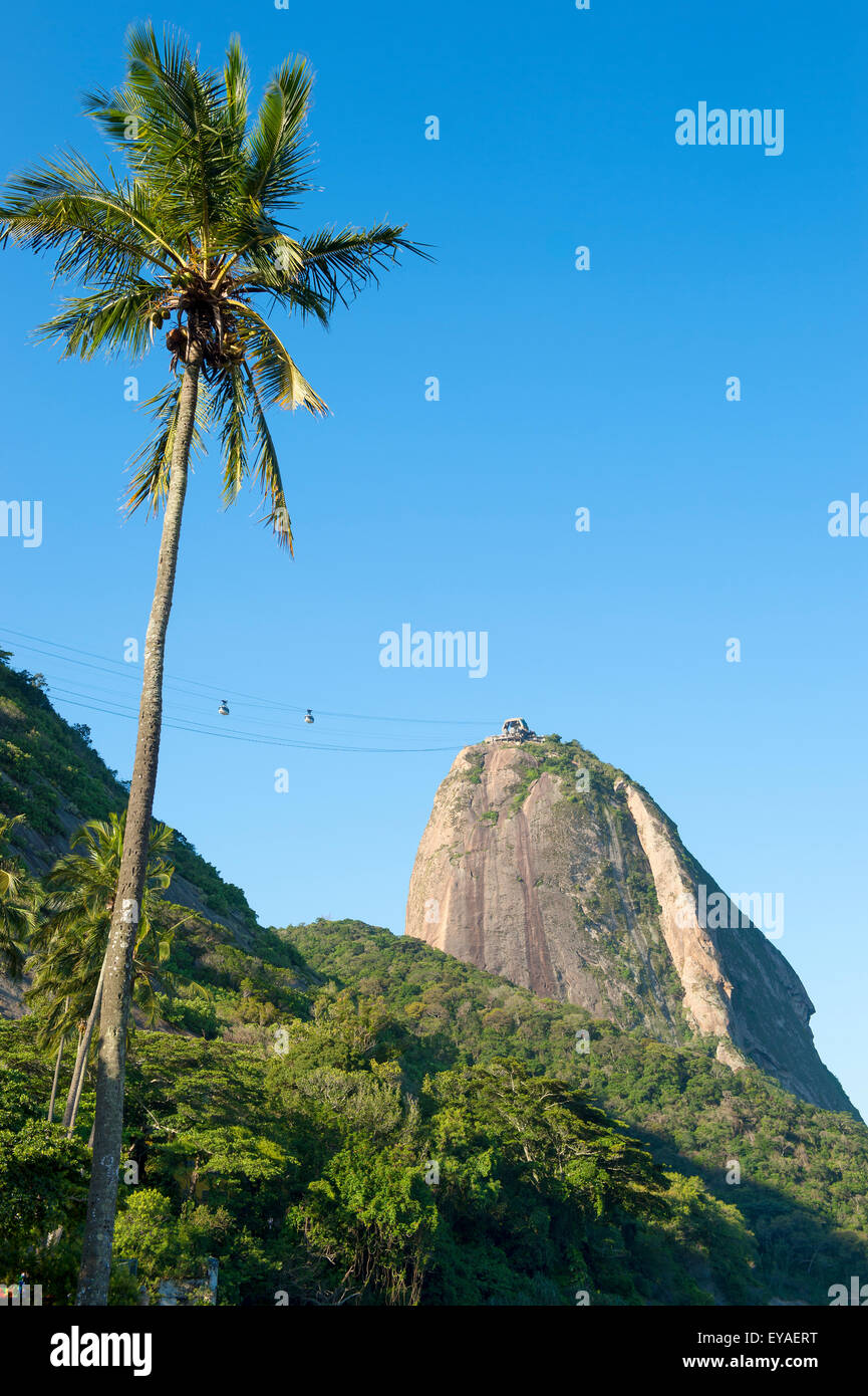 Sugarloaf Pao de Acucar Mountain standing in blue sky with tall palm ...