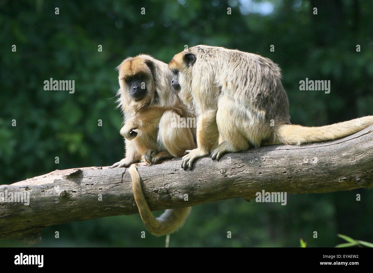 Two female South American Black howler monkeys (Alouatta caraya Stock ...
