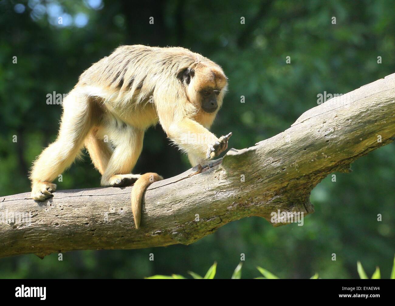 Female South American Black howler monkey (Alouatta caraya) high up in ...