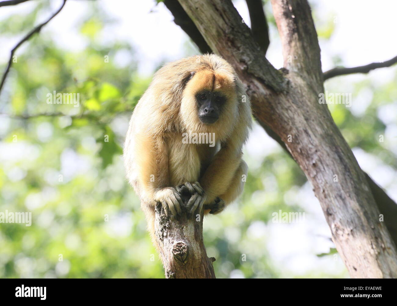 Female South American Black howler monkey (Alouatta caraya) high up in ...