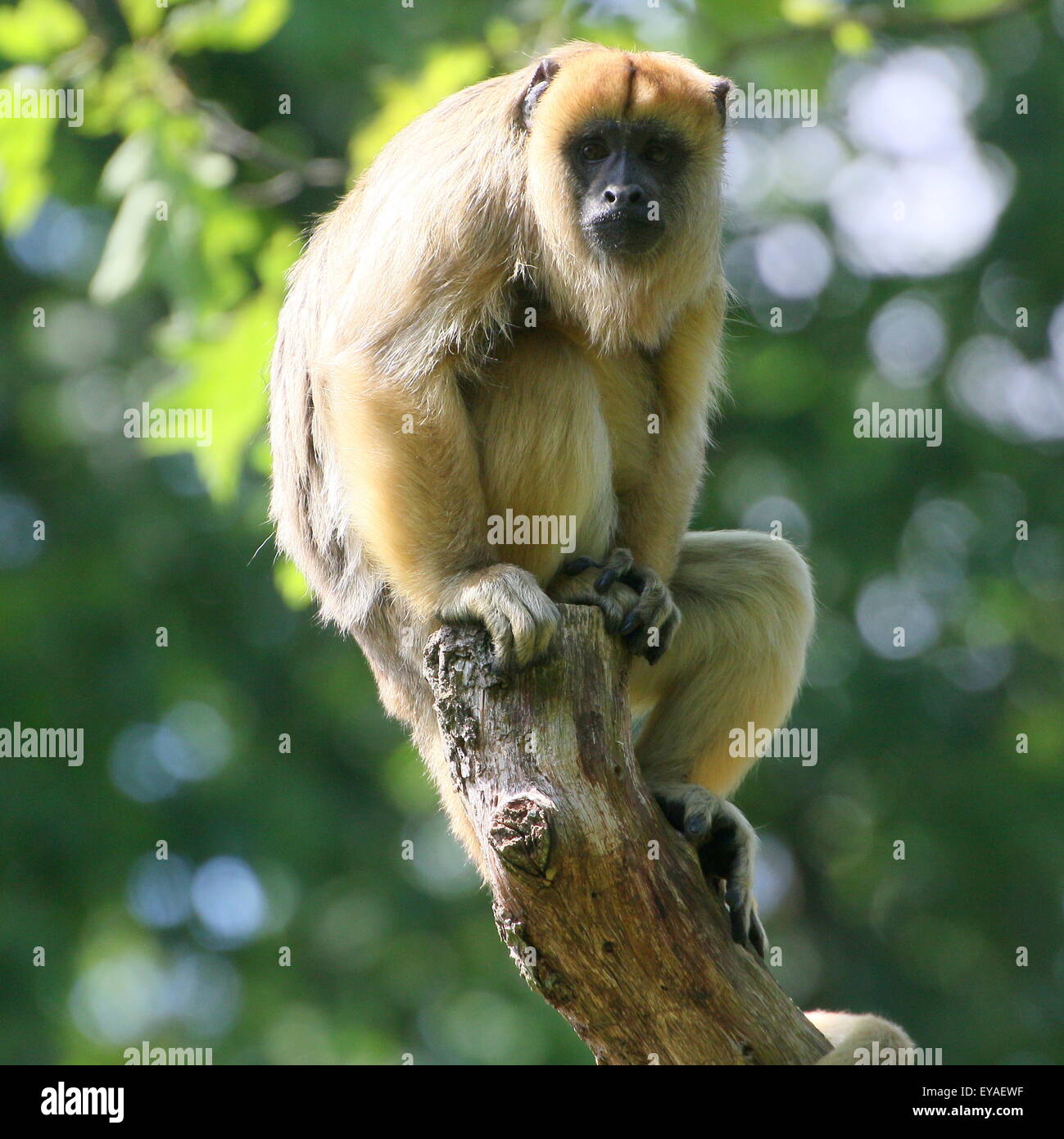 Female South American Black howler monkey (Alouatta caraya) posing high ...