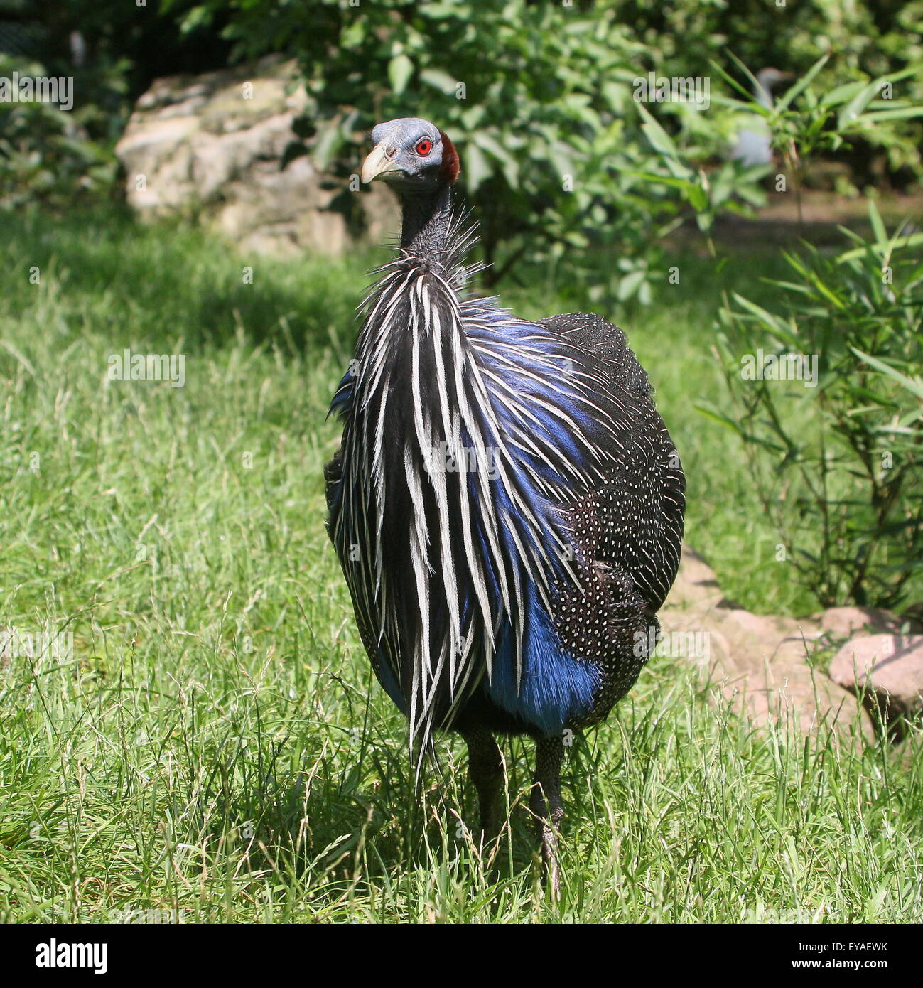 African Vulturine Guineafowl (Acryllium vulturinum Stock Photo - Alamy