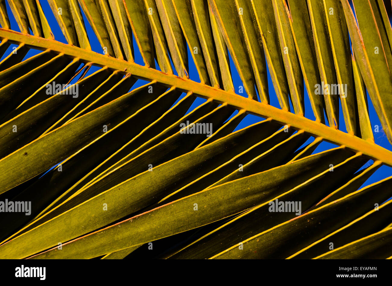 Texture of Green Palm Leaf Stock Photo - Alamy