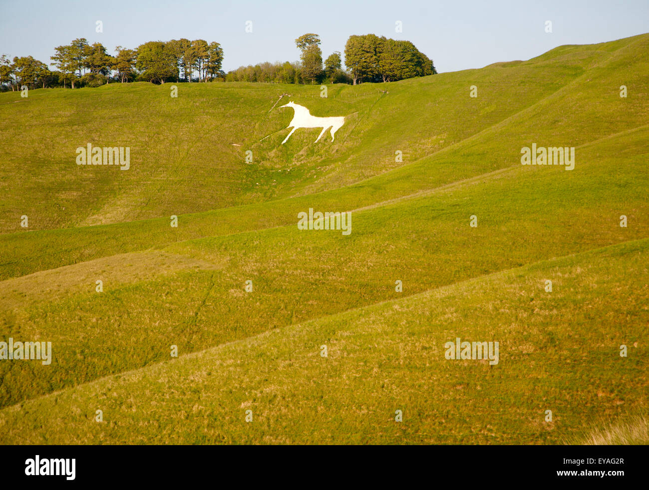 Chalk Figure Of White Horse Carved Into Hillside High Resolution Stock ...