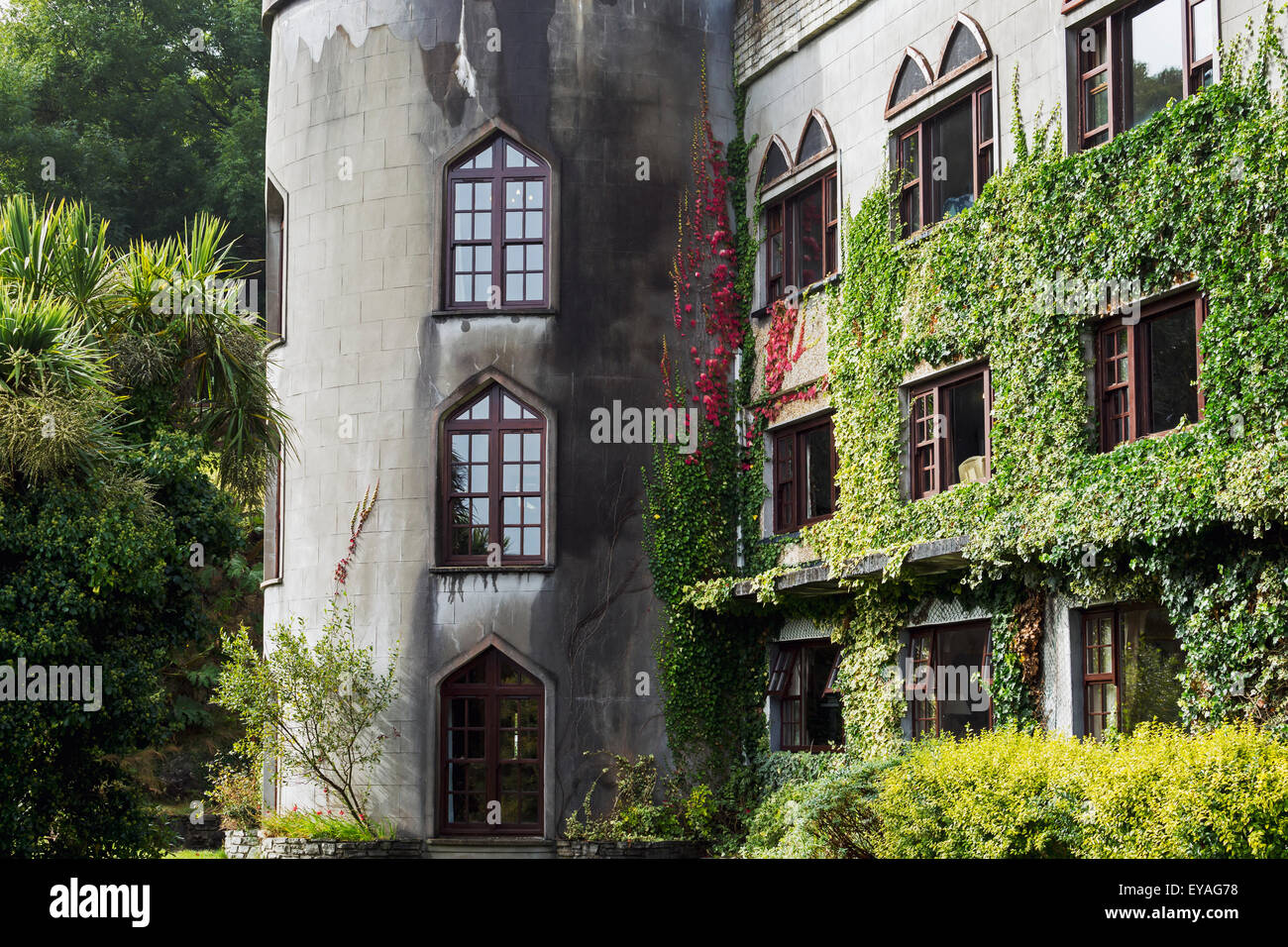 Castle turret with windows and castle wall covered with ivy; Clifden ...